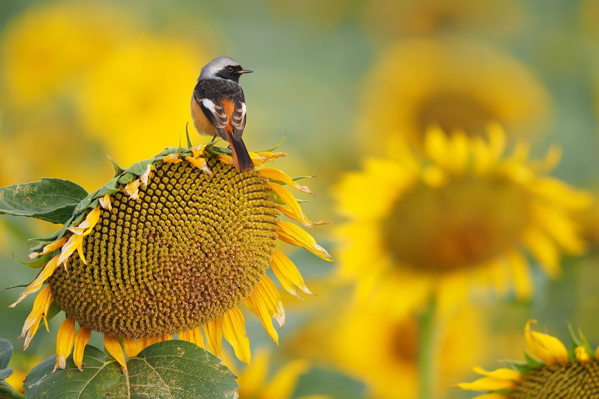 Sunflower Serenity: Vibrant Summer Bloom with Bird in HD | 2048x1365 ...