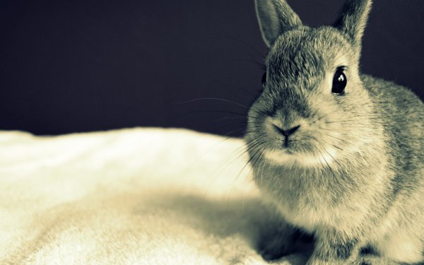 The Black Mustache Rabbits HD Wallpaper | Background Image | 1920x1200