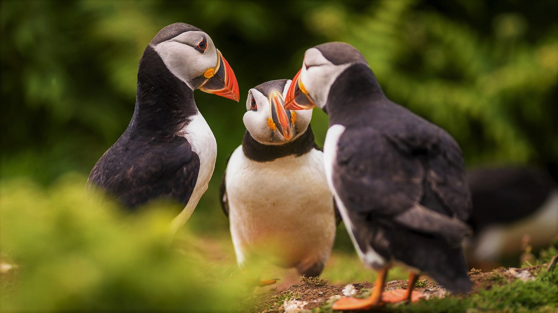 Download Bird Animal Puffin HD Wallpaper