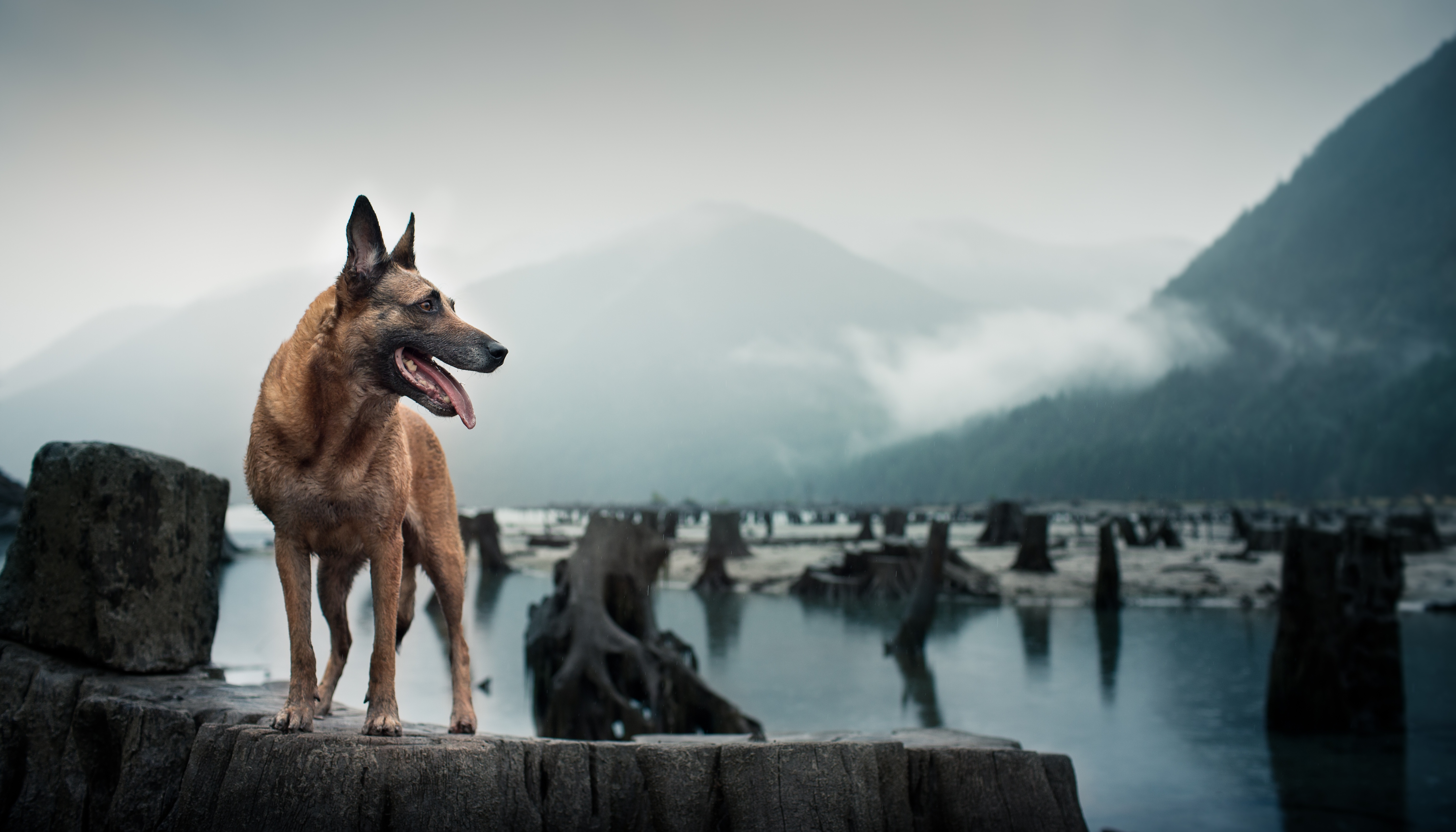 Download Dog Animal German Shepherd 4k Ultra HD Wallpaper