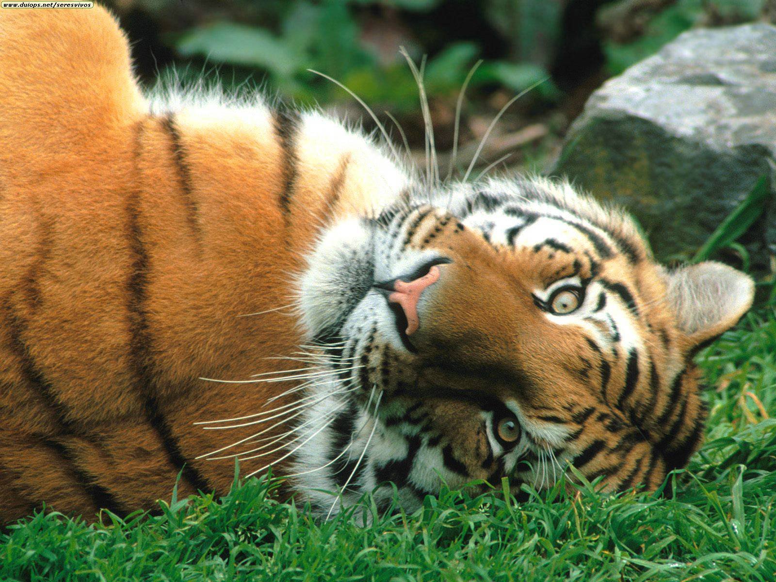 Majestic Tiger HD Wallpaper