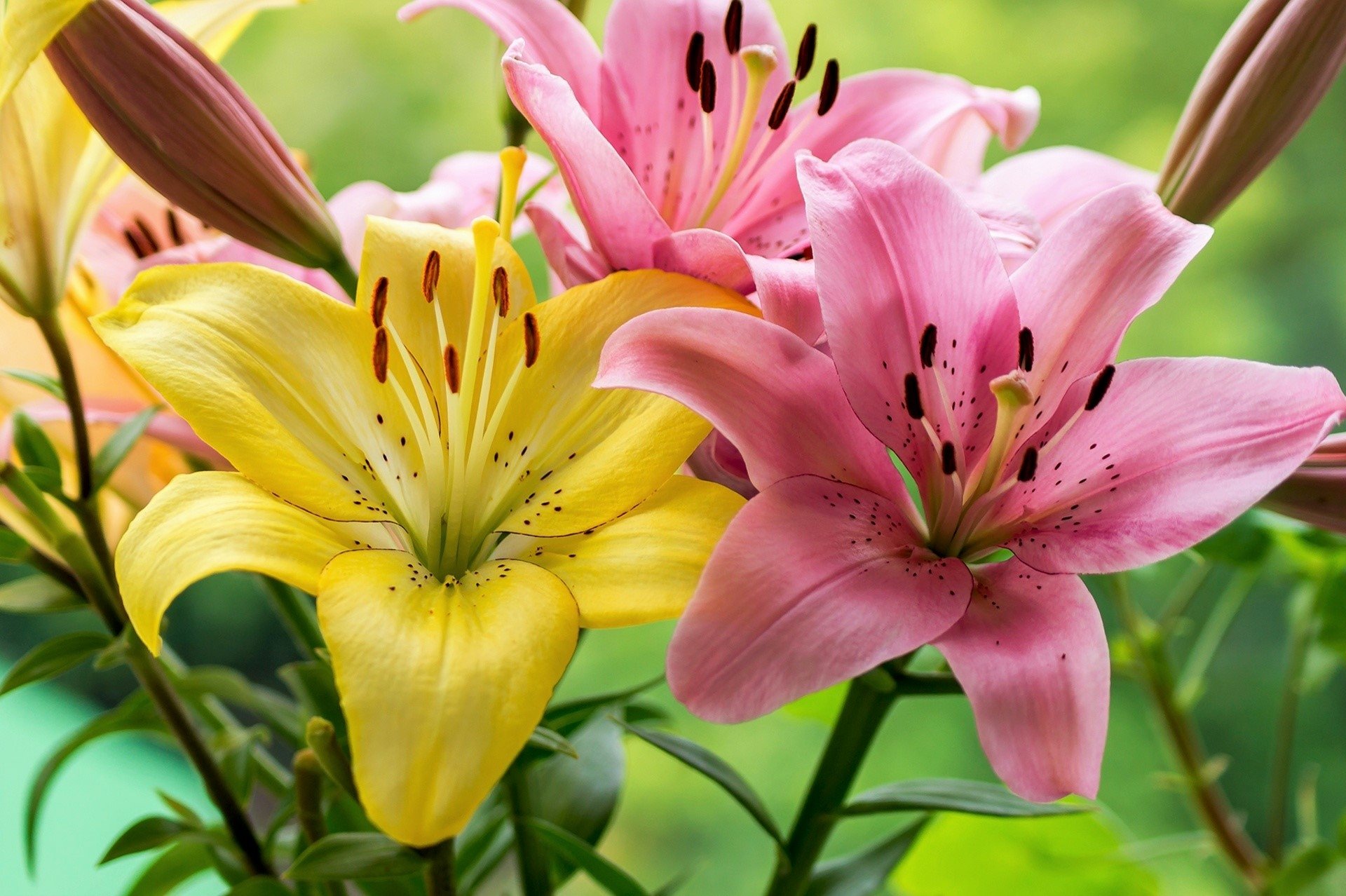 Vibrant Yellow & Pink Lilies HD Wallpaper – Nature’s Blooming Beauty