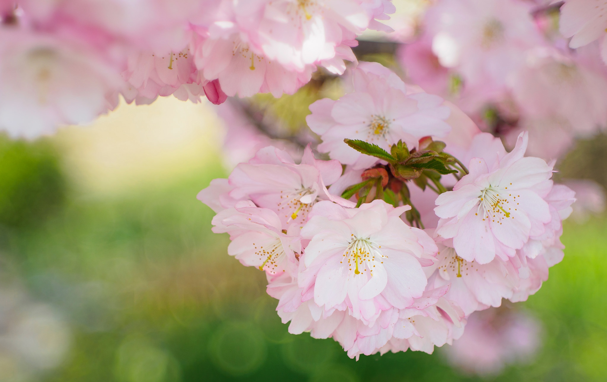 Download Bokeh Pink Flower Flower Spring Nature Blossom HD Wallpaper