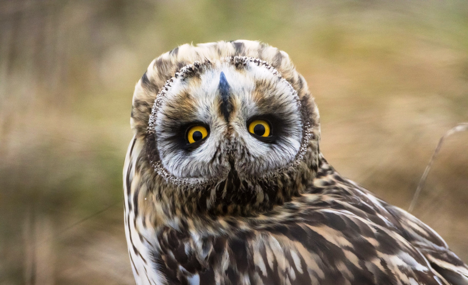 Download Depth Of Field Animal Owl HD Wallpaper
