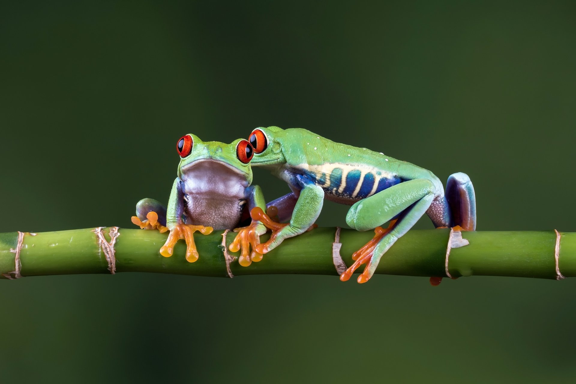 Download Amphibian Frog Red-eyed Tree Frog Animal HD Wallpaper