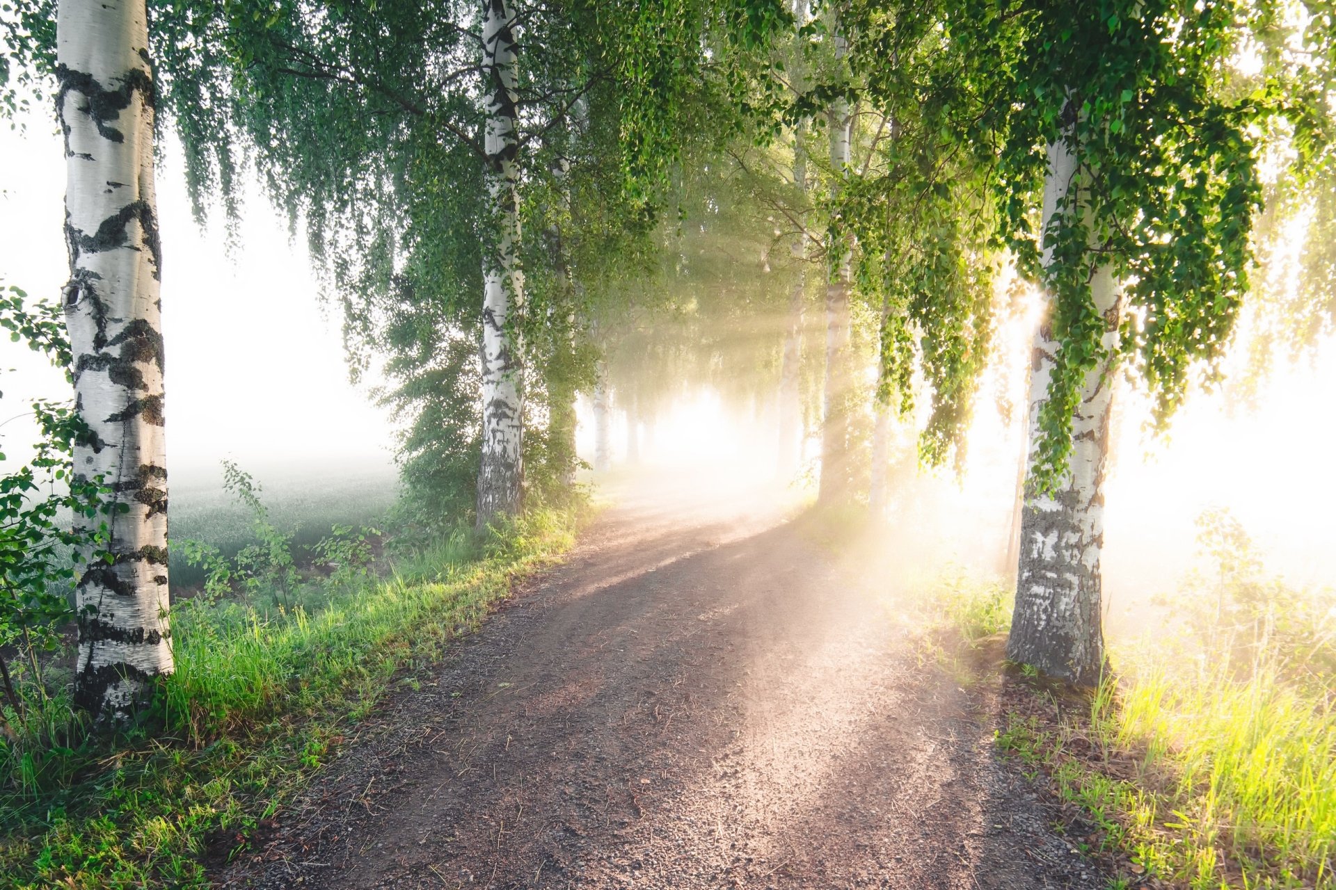 Download Tree Path Nature Sunbeam HD Wallpaper