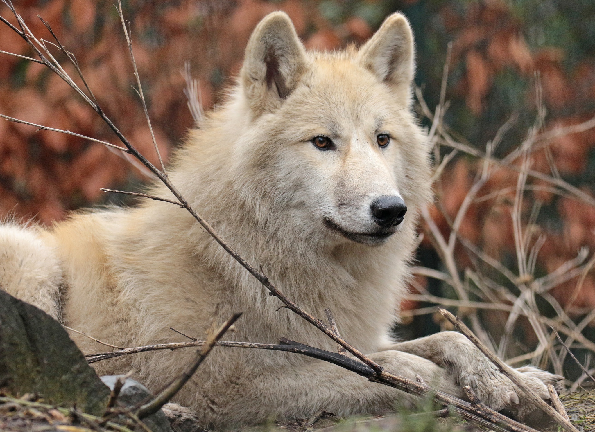 Majestic Arctic Wolf HD Wallpaper: Wild Elegance in Nature