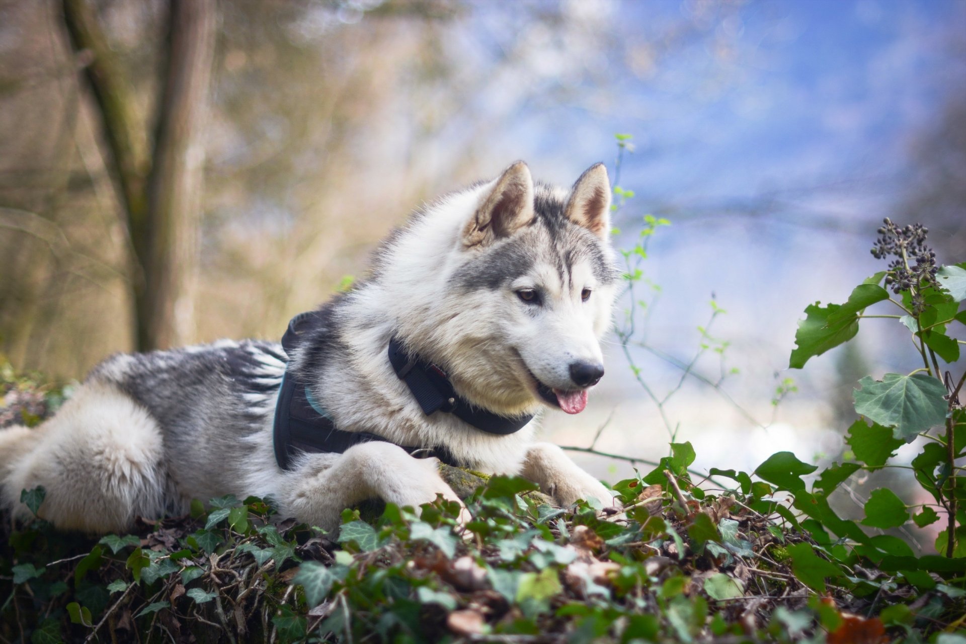 Download Dog Animal Husky HD Wallpaper | 2560x1707 | Wallpaper Abyss