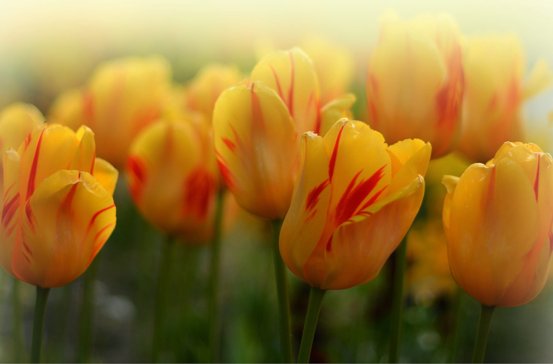 Tulip HD Wallpaper