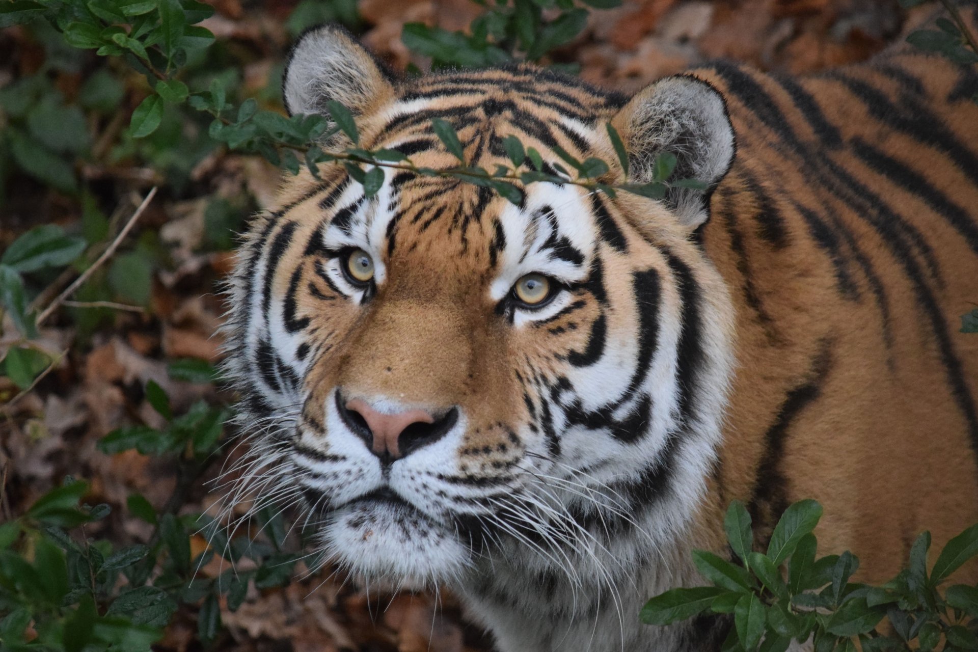 Majestic Tiger in 4K Ultra HD: A Stunning Wildlife Wallpaper ...