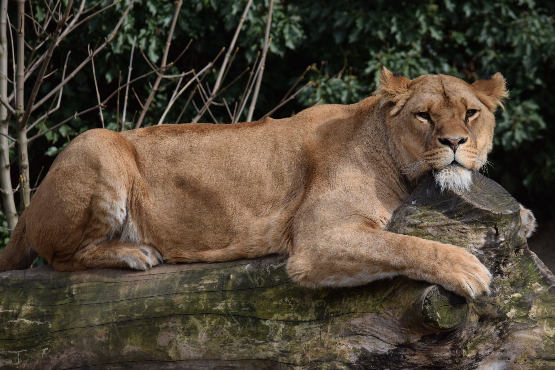 Regal Lioness Repose — HD Animal Wallpaper | 2048x1365 | Wallpaper Abyss