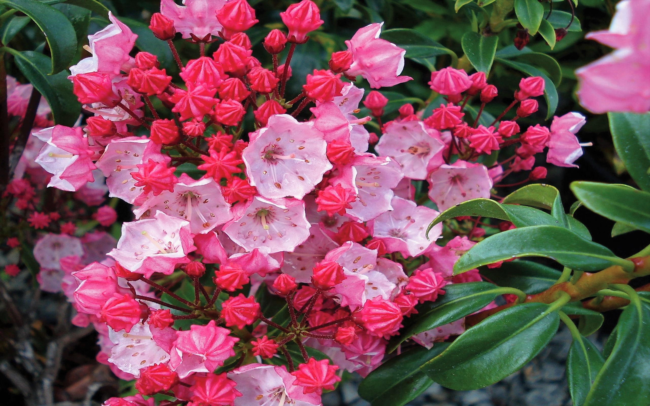 Download Pink Flower Mountain-laurel Leaf Nature Flower HD Wallpaper