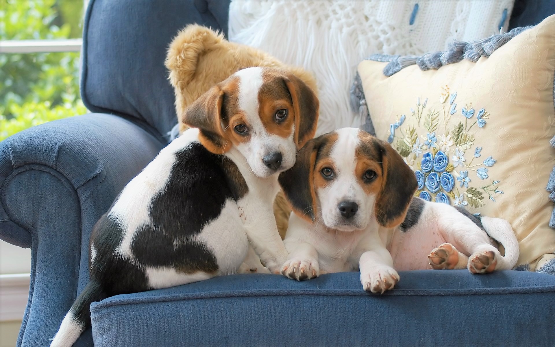 Download Chair Cute Dog Animal Beagle HD Wallpaper