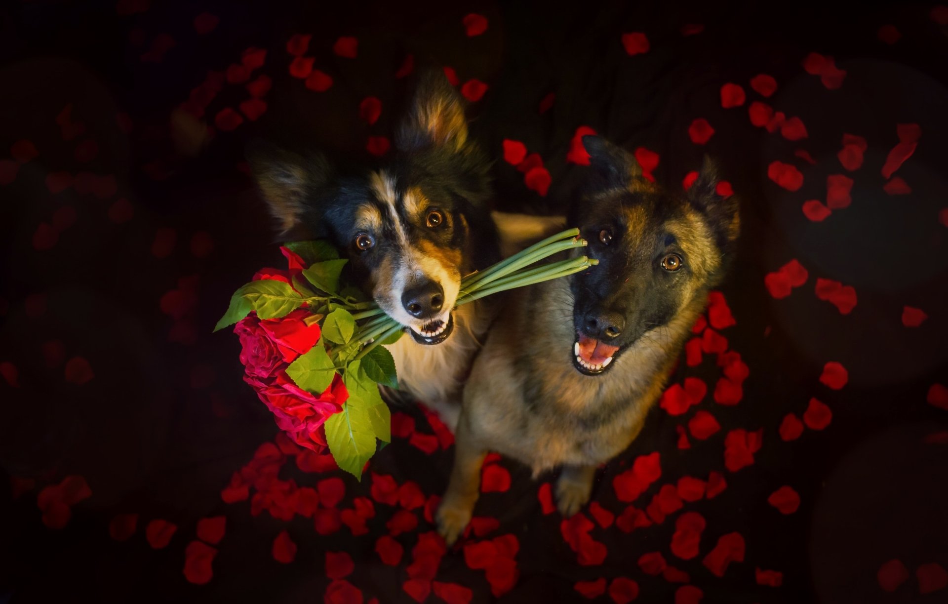 Blooming Loyalty: German Shepherds Amid Red Rose Petals – HD Wallpaper ...