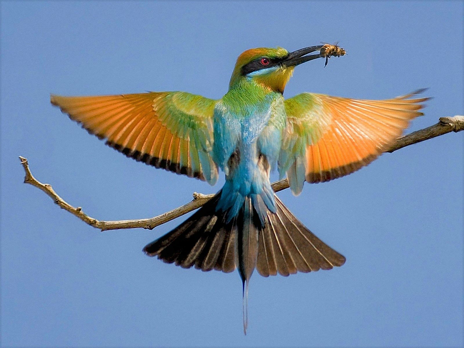 Download Wings Bee Bird Animal Bee-eater Wallpaper