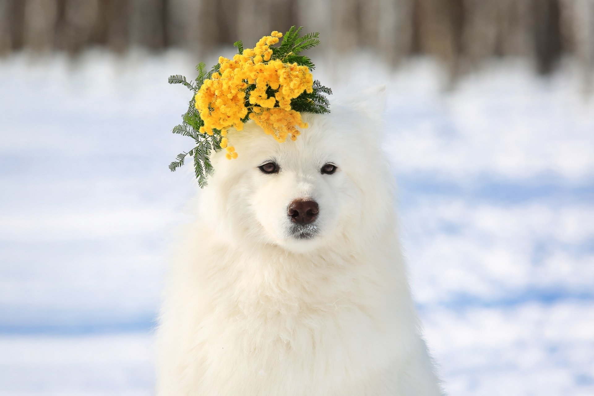 Download Depth Of Field Dog Animal Samoyed HD Wallpaper