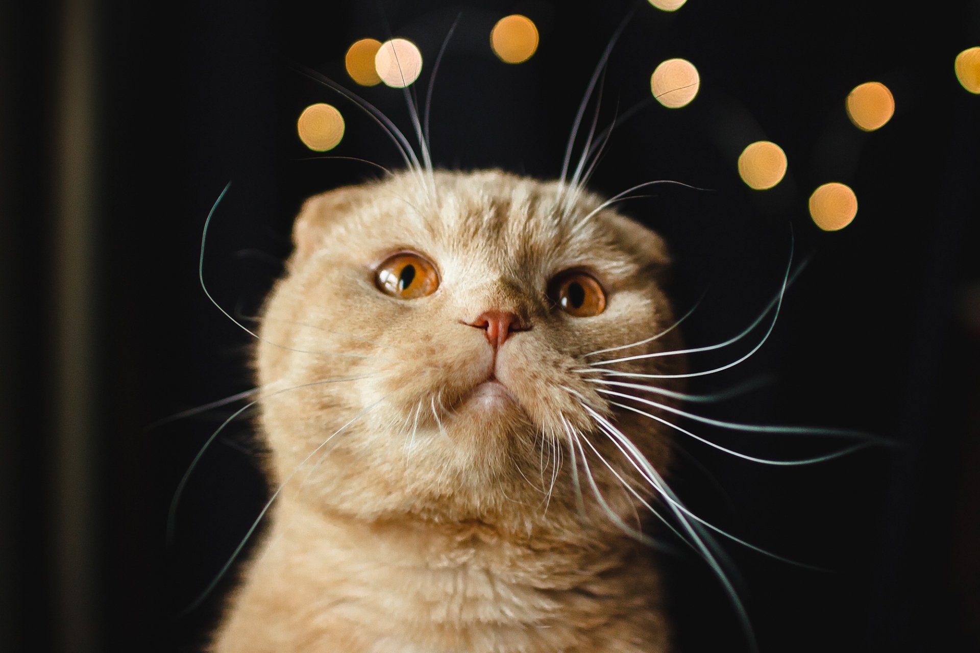Download Bokeh Animal Cat HD Wallpaper | 2000x1333 | Wallpaper Abyss