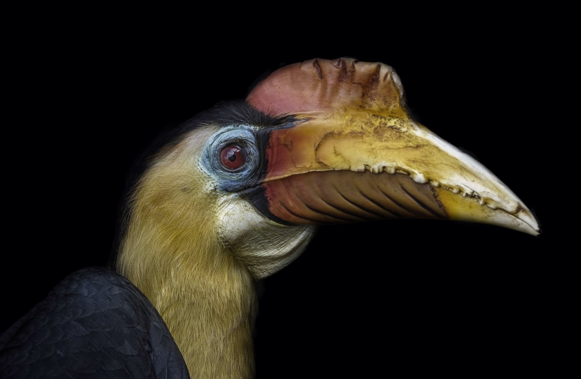 Download Bird Animal Hornbill HD Wallpaper