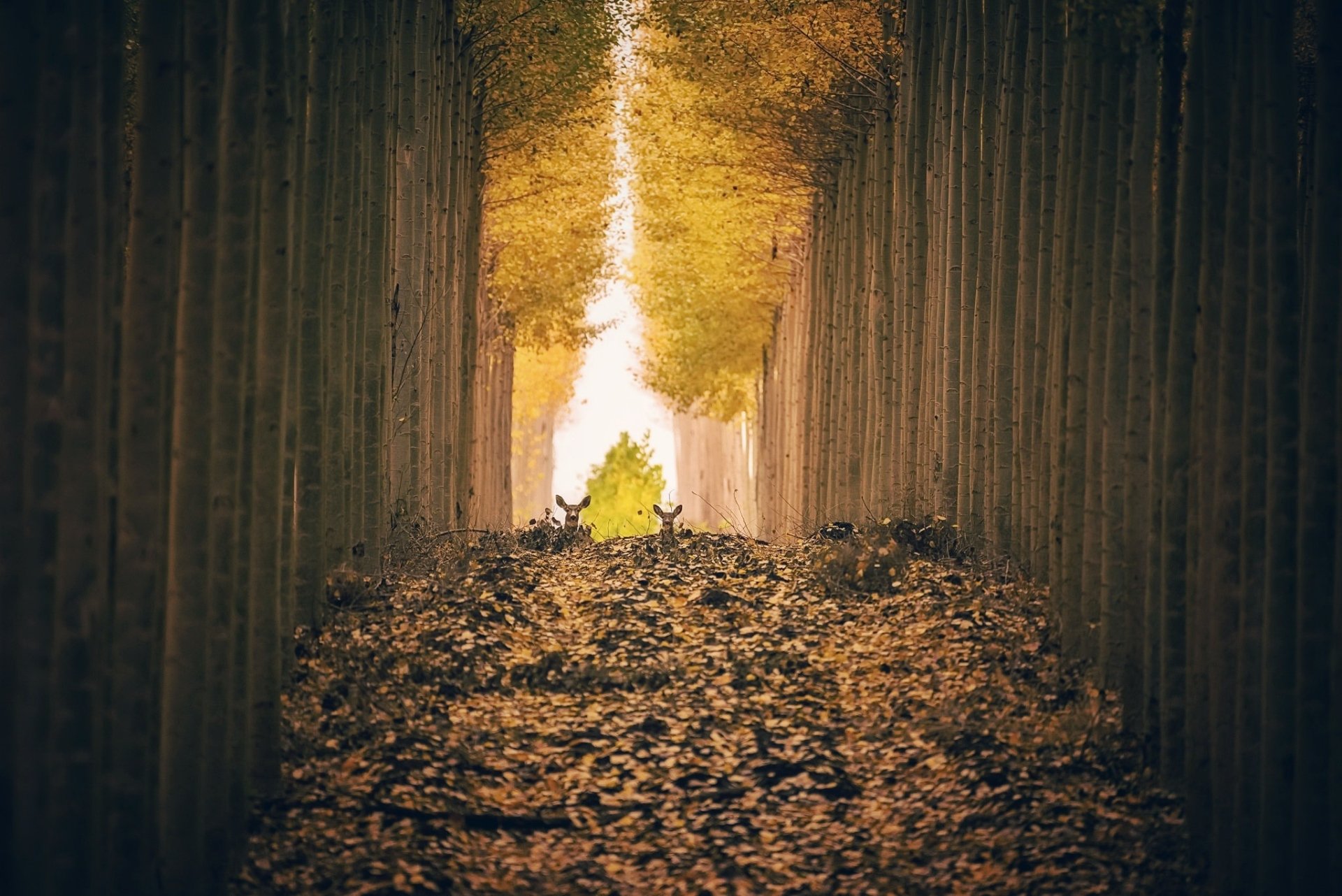 Download Nature Forest Path Animal Deer HD Wallpaper