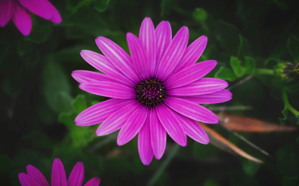 Download Purple Flower Spring Daisy Nature African Daisy HD Wallpaper