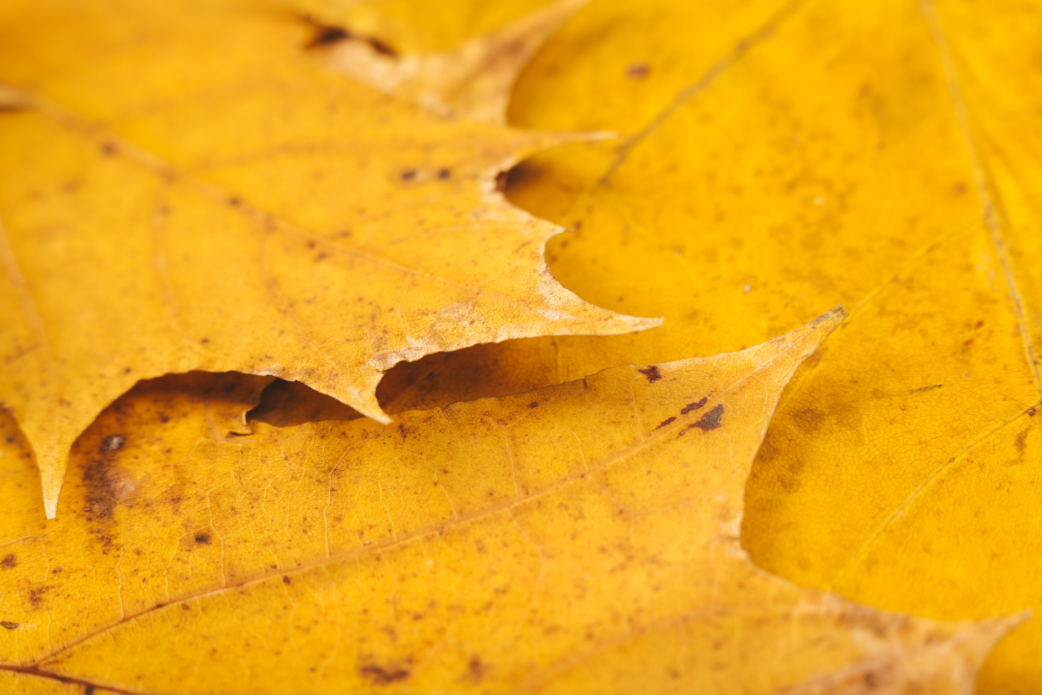 Download Fall Macro Nature Leaf HD Wallpaper