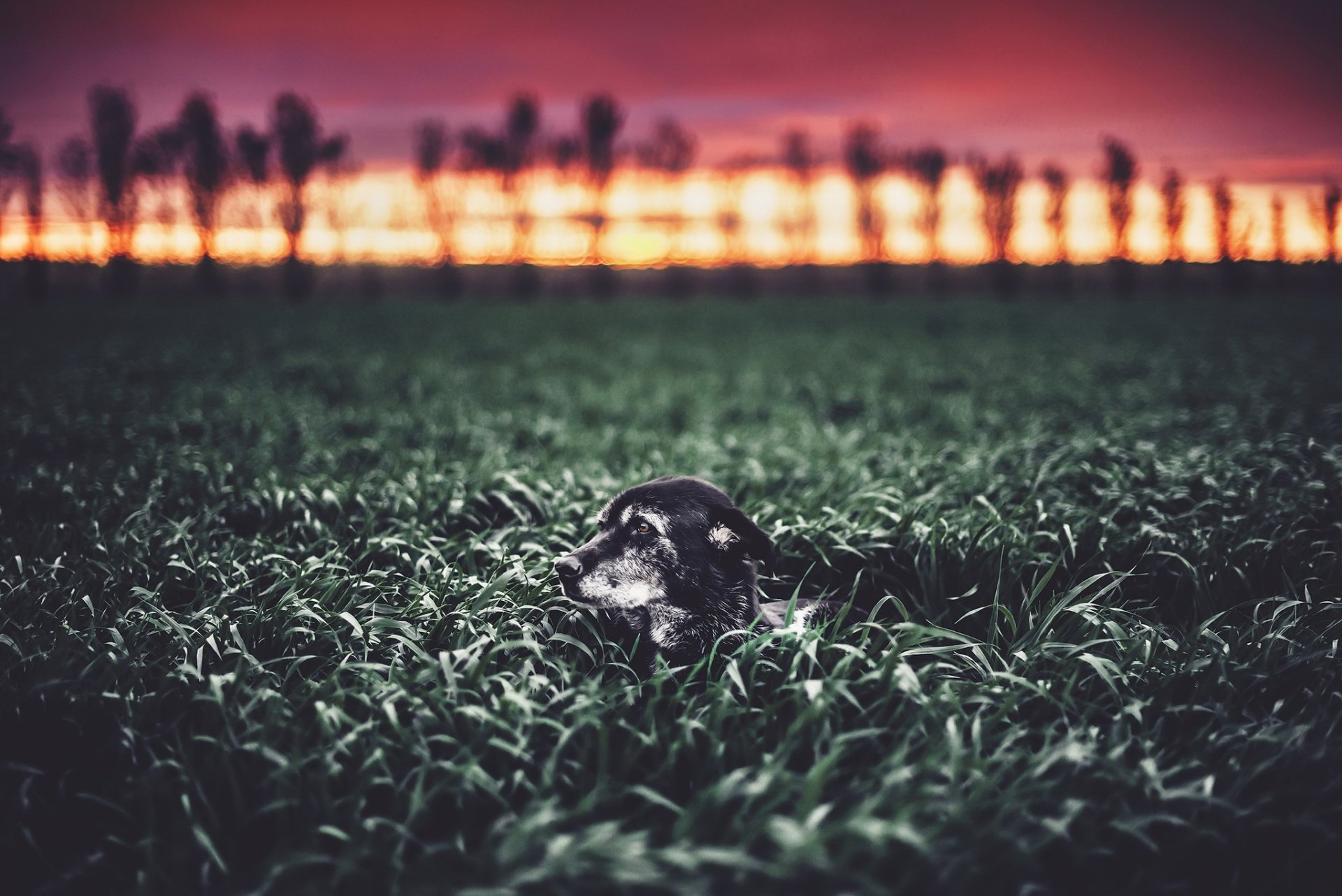 Download Sunset Field Depth Of Field Animal Dog HD Wallpaper