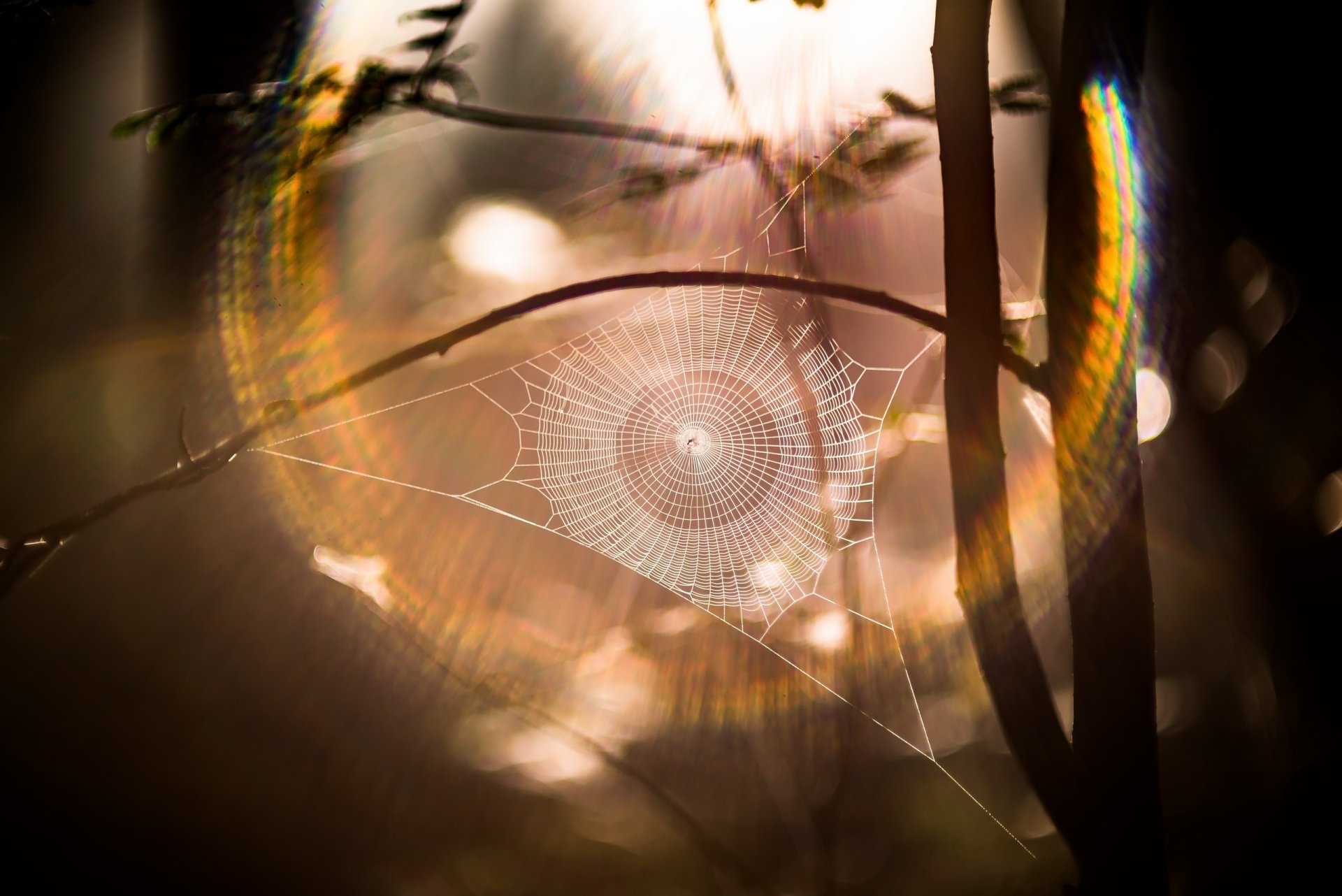 Download Sunny Close-up Photography Spider Web HD Wallpaper