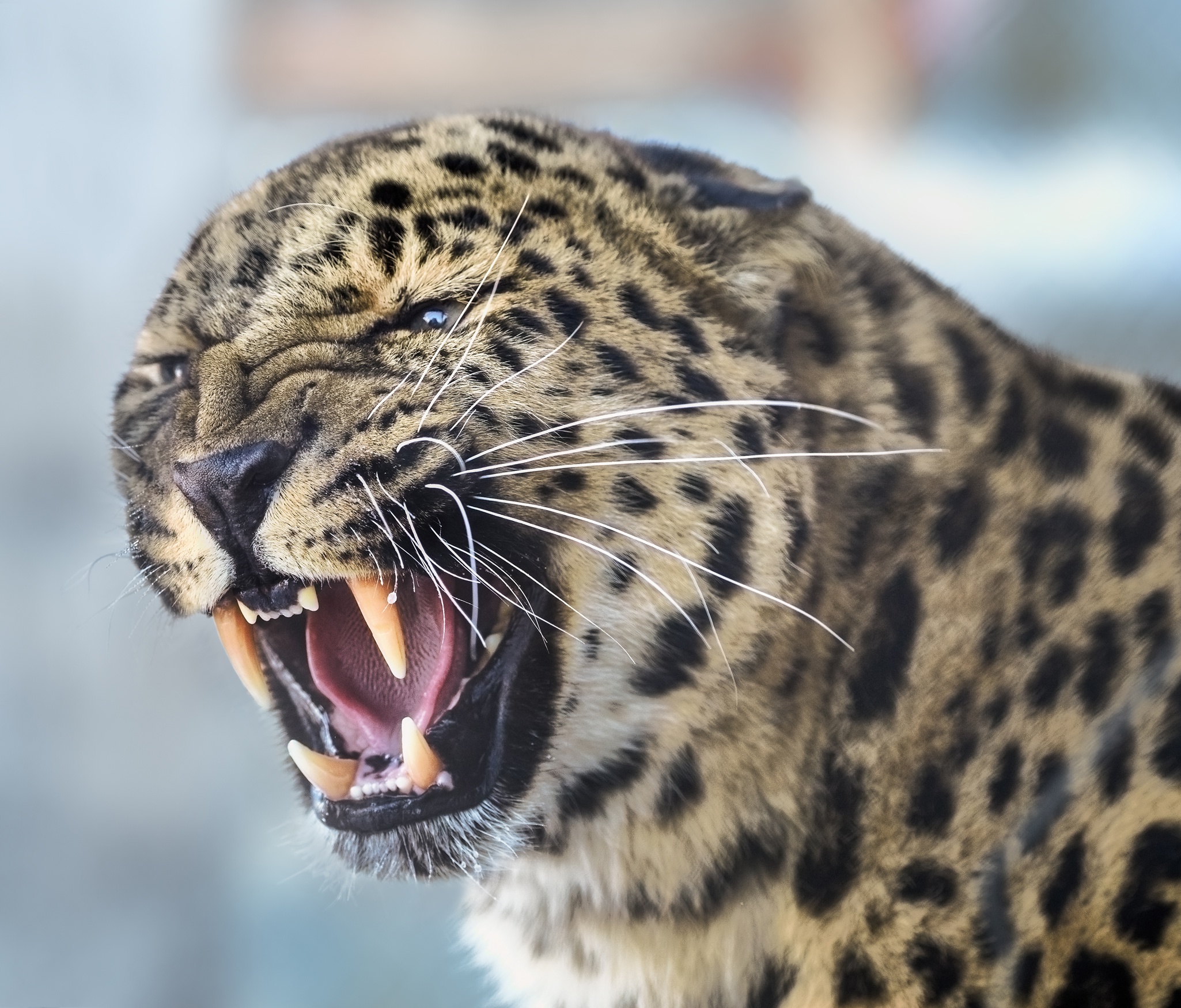 Angry Leopard Hd Wallpaper