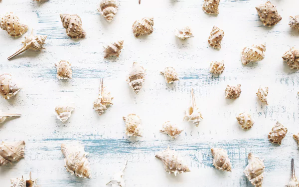 [80+] Shell 4k Wallpapers