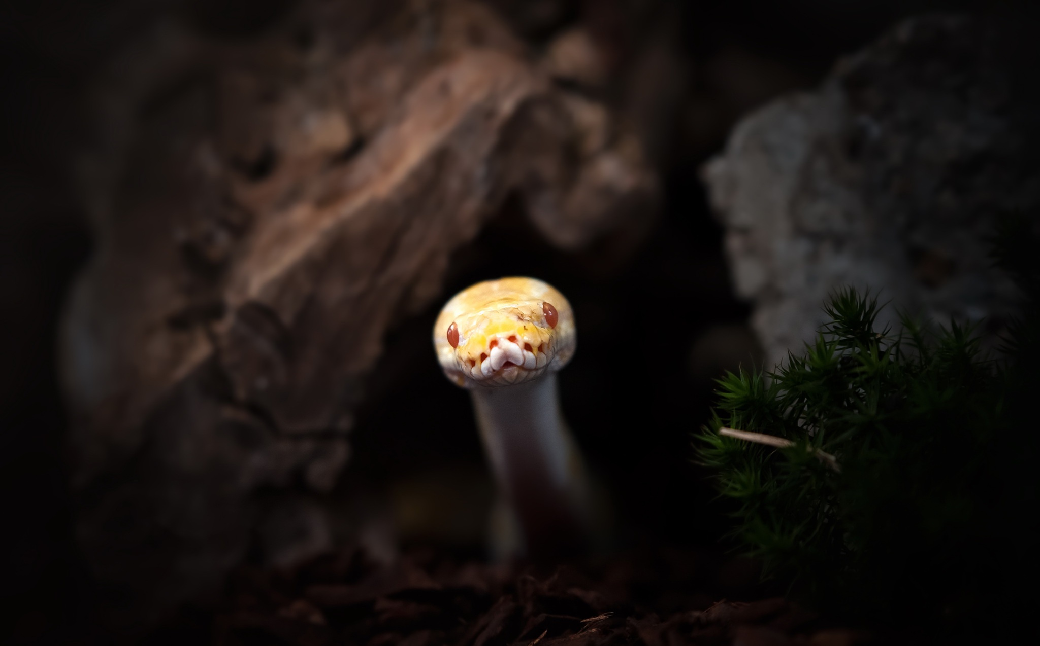 Download Reptile Animal Snake HD Wallpaper