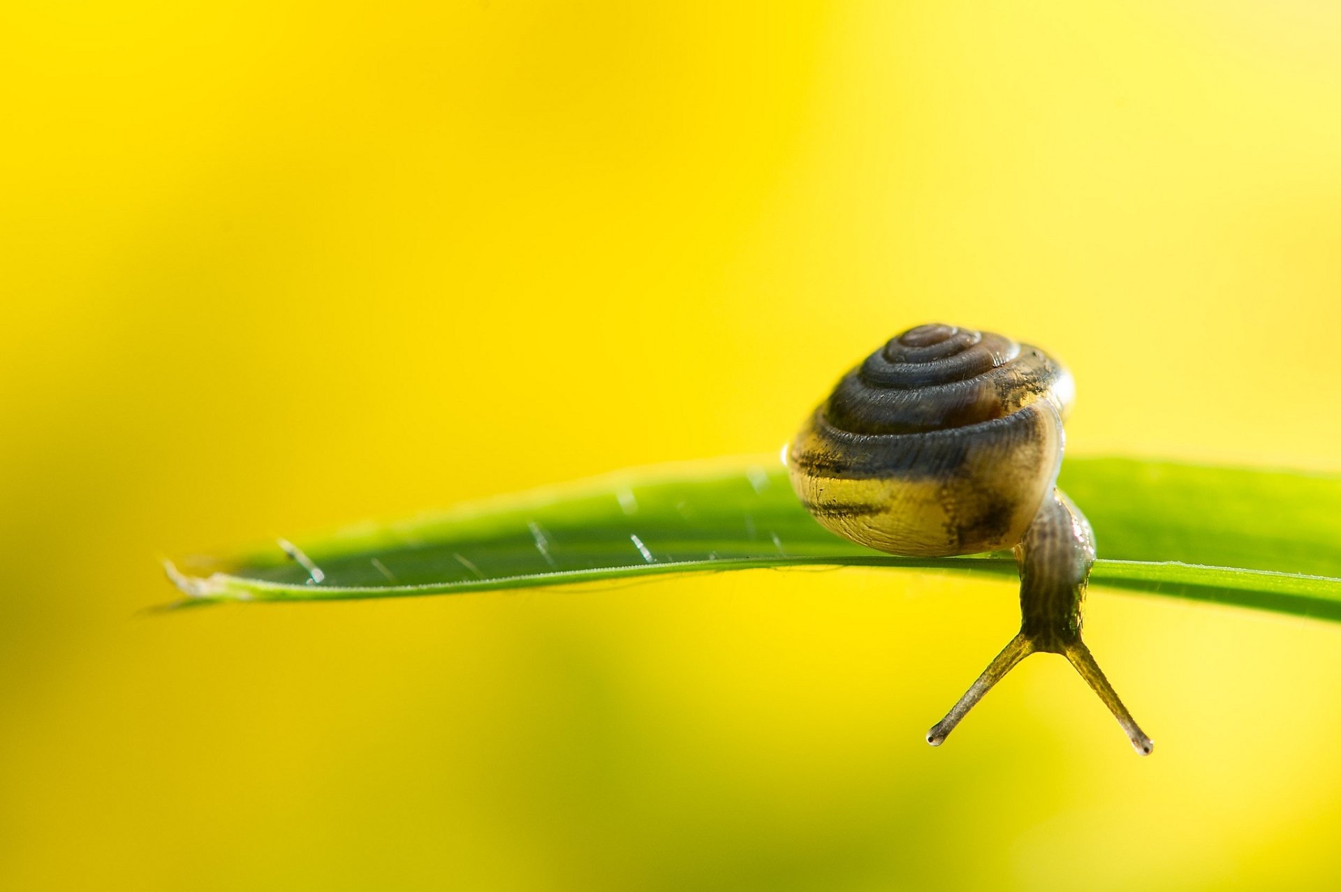 Amazing Snail Hd Wallpaper Snail HD Wallpaper | Background Image