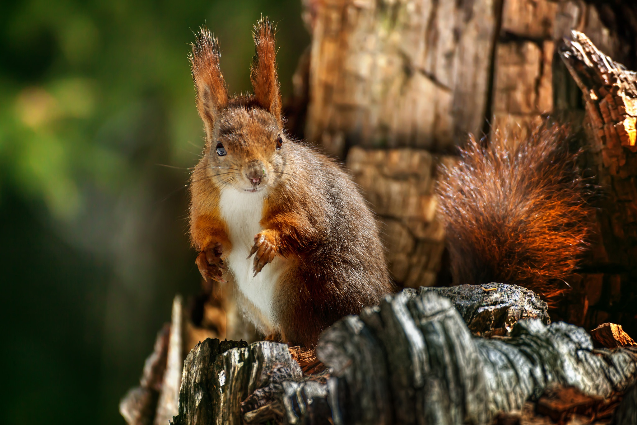 Download Rodent Animal Squirrel HD Wallpaper