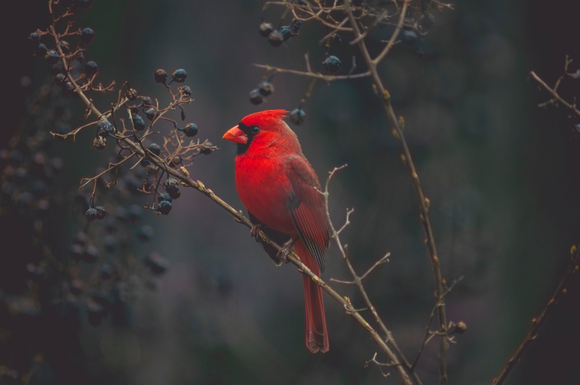 Cardinal 4k Ultra HD Wallpaper by Timothy Dykes