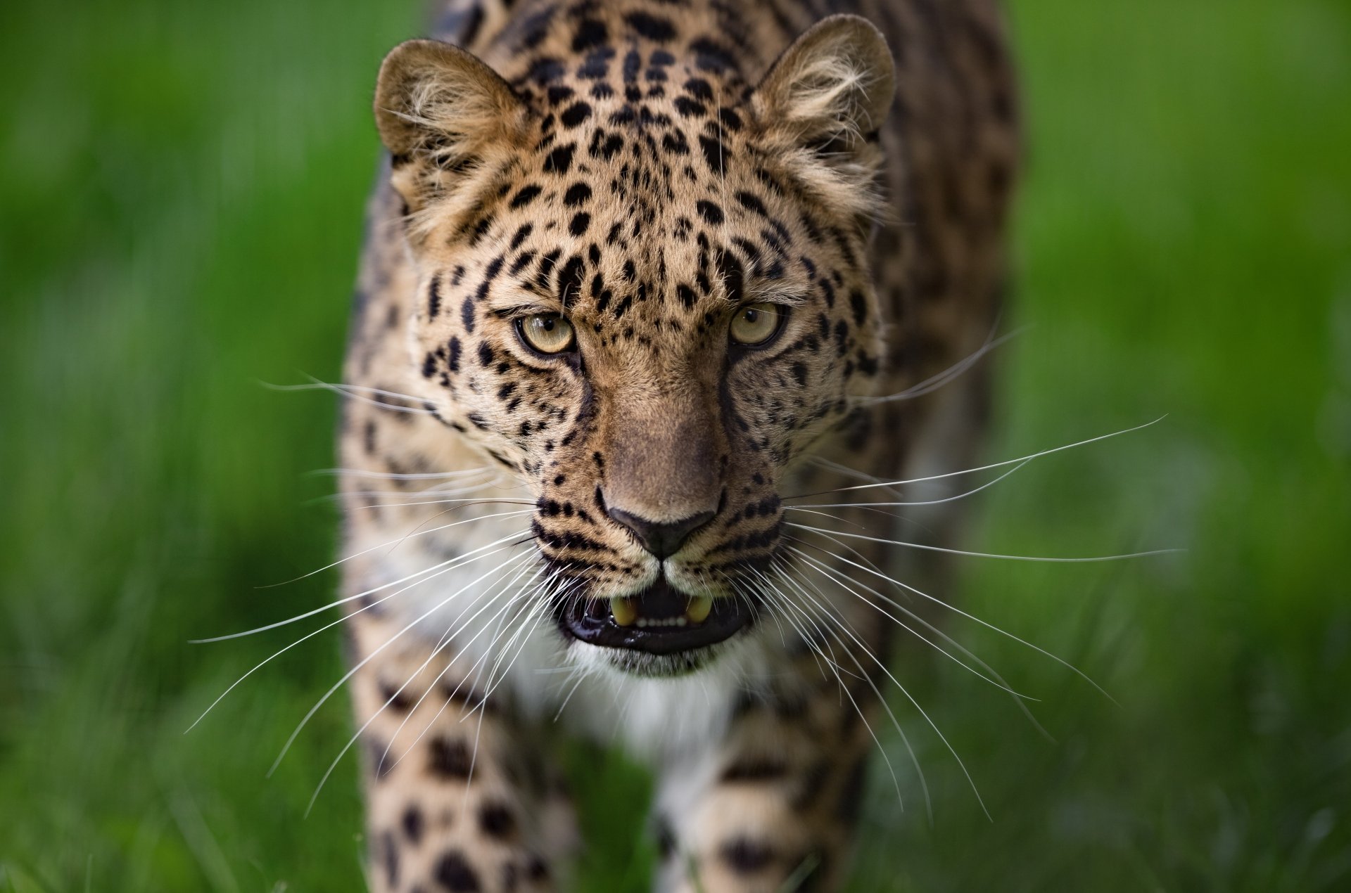 Leopard in Focus: Stunning 4K Ultra HD Wildlife Wallpaper | 5386x3562 ...