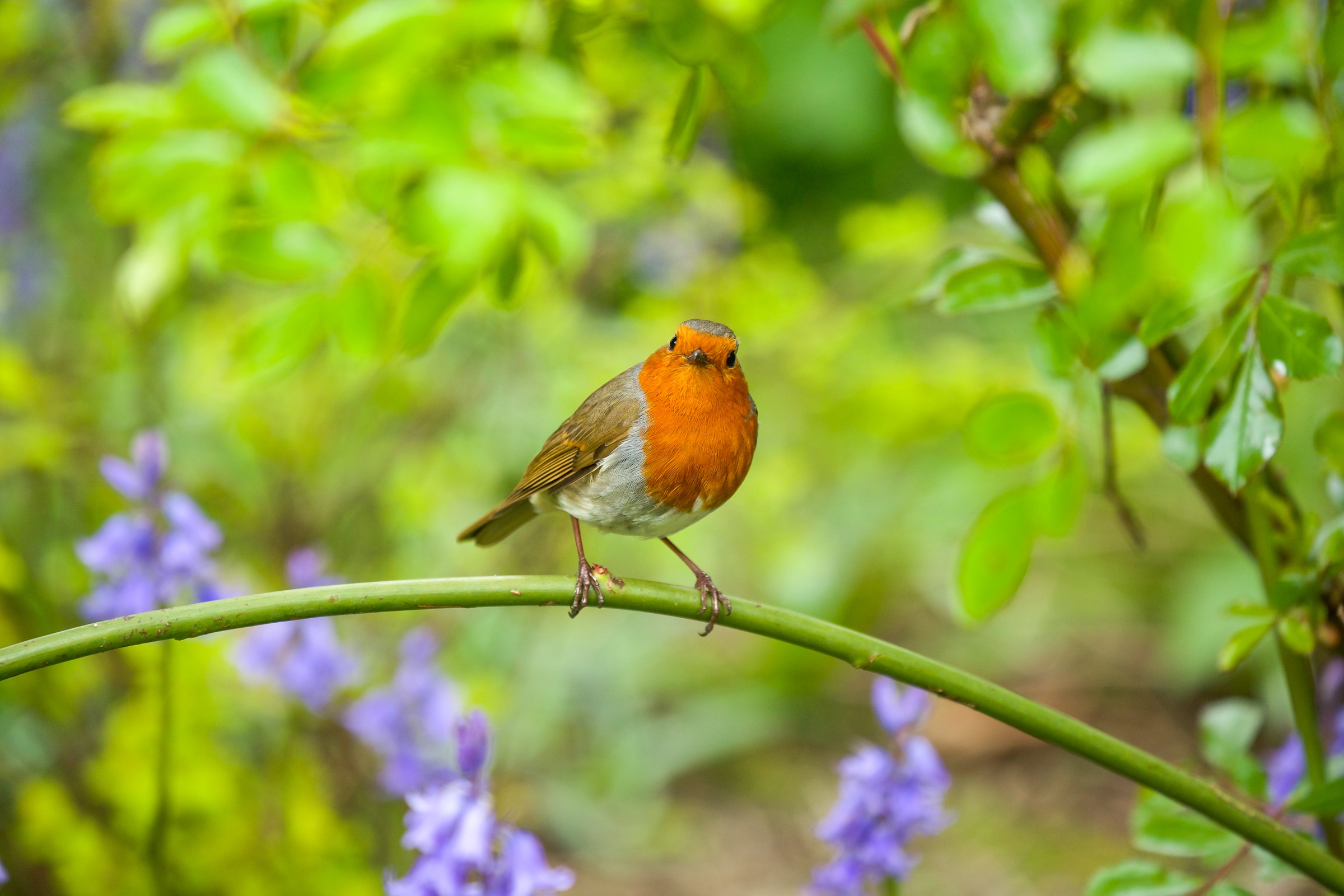 Download Depth Of Field Bird Animal Robin HD Wallpaper