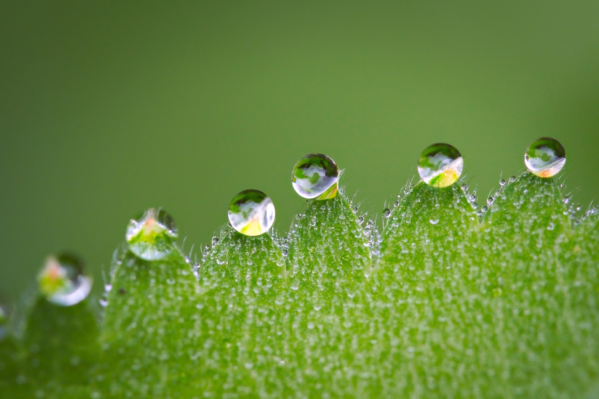 Download Macro Nature Water Drop HD Wallpaper
