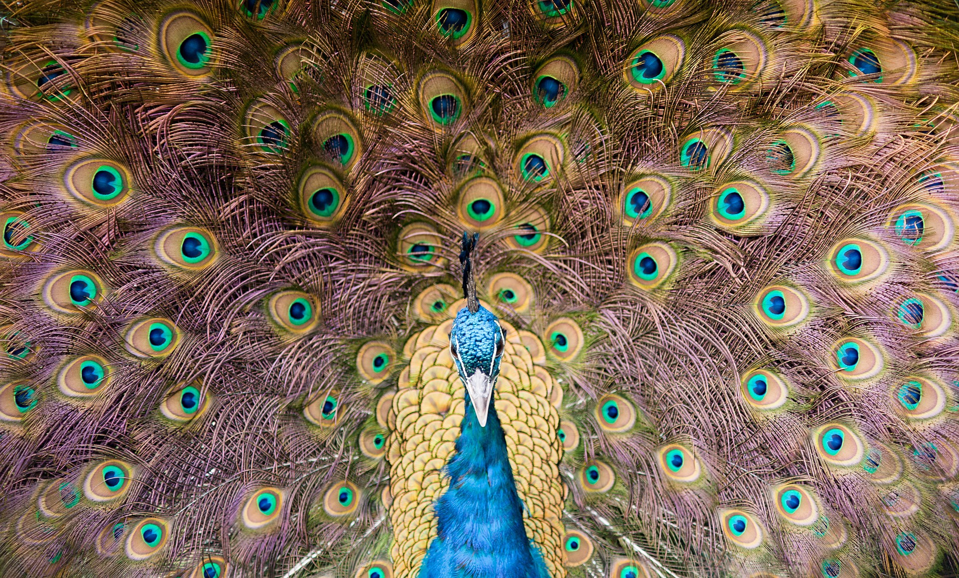 Majestic Peacock in Vibrant HD: Nature's Feathered Elegance Wallpaper