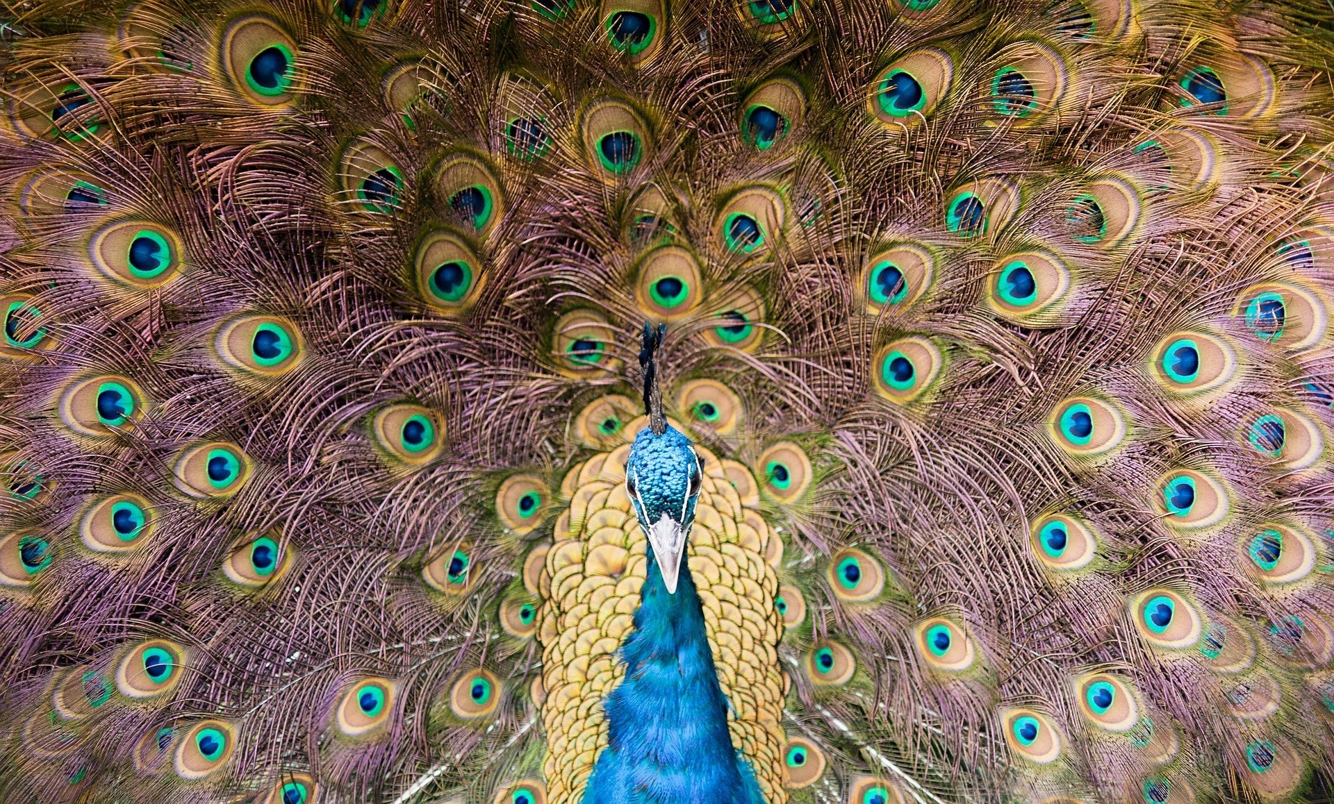 Majestic Peacock in Vibrant HD: Nature's Feathered Elegance Wallpaper