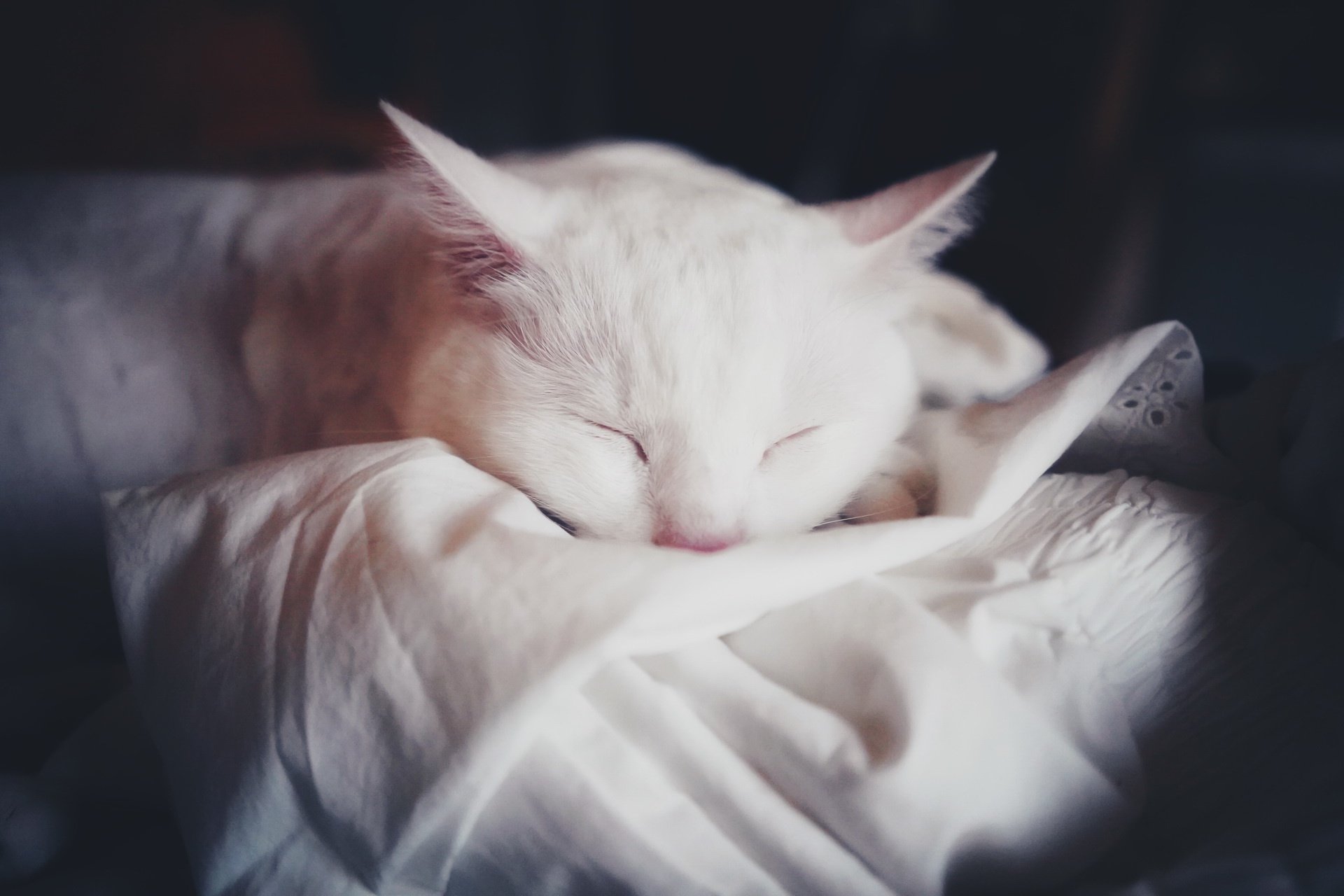 Download Sleeping Animal Cat HD Wallpaper