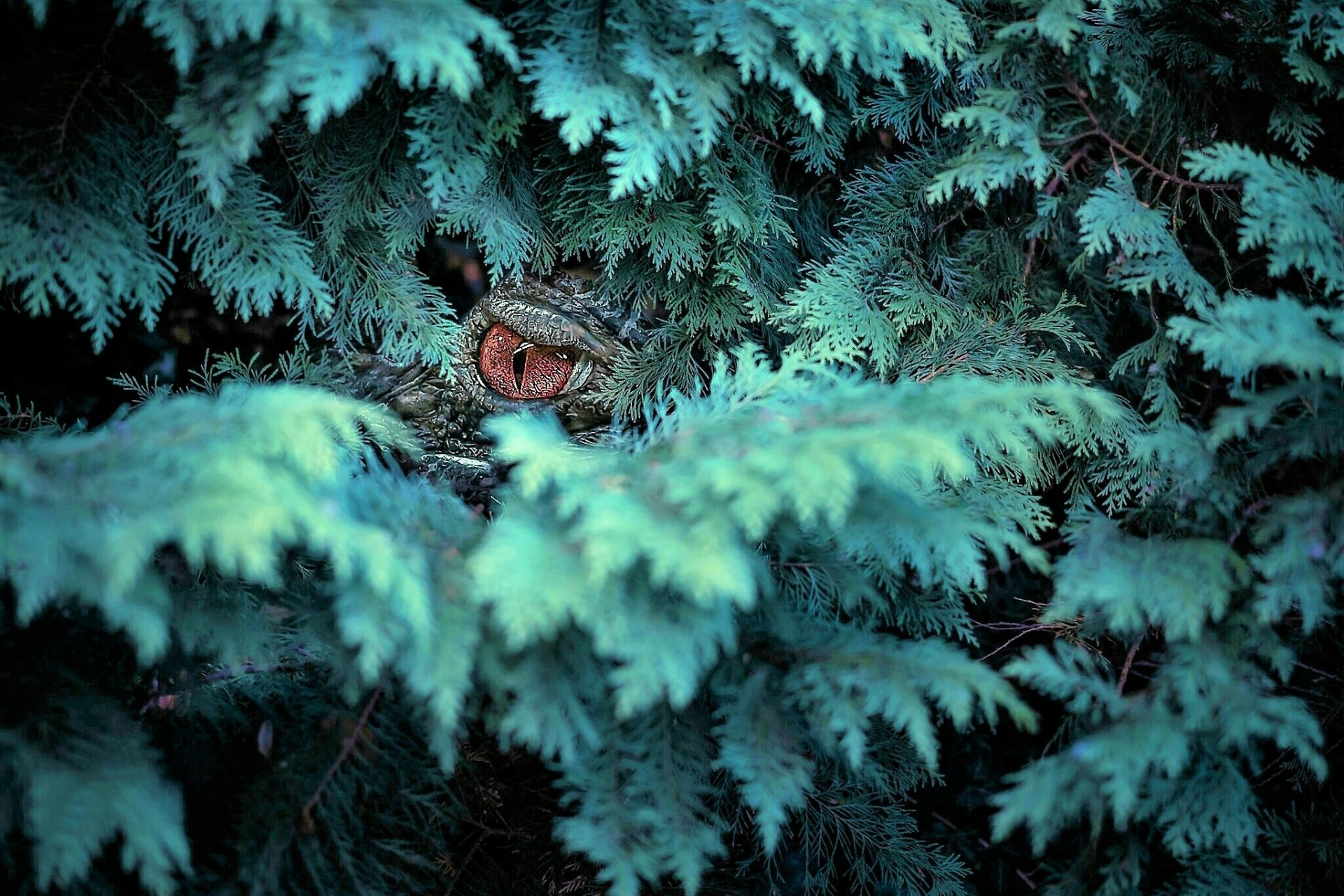 Download Branch Tree Eye Animal Crocodile HD Wallpaper