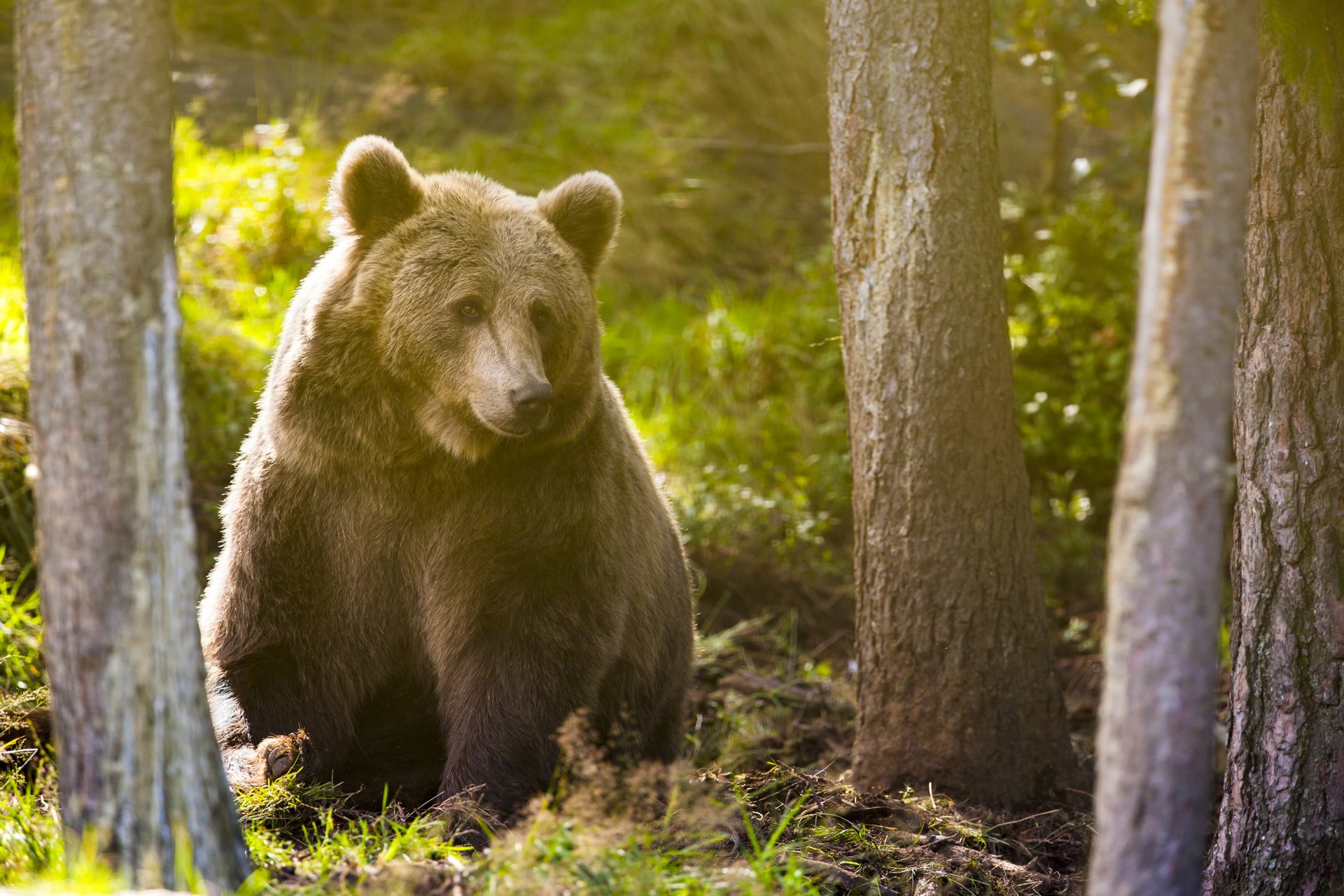 Download Animal Bear HD Wallpaper | 3000x2000 | Wallpaper Abyss