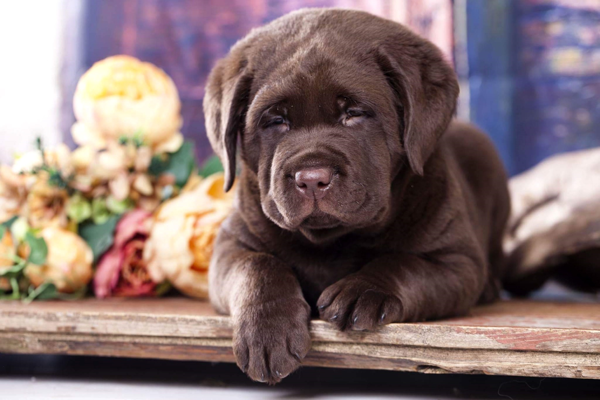 Download Puppy Baby Animal Dog Animal Labrador Retriever HD Wallpaper