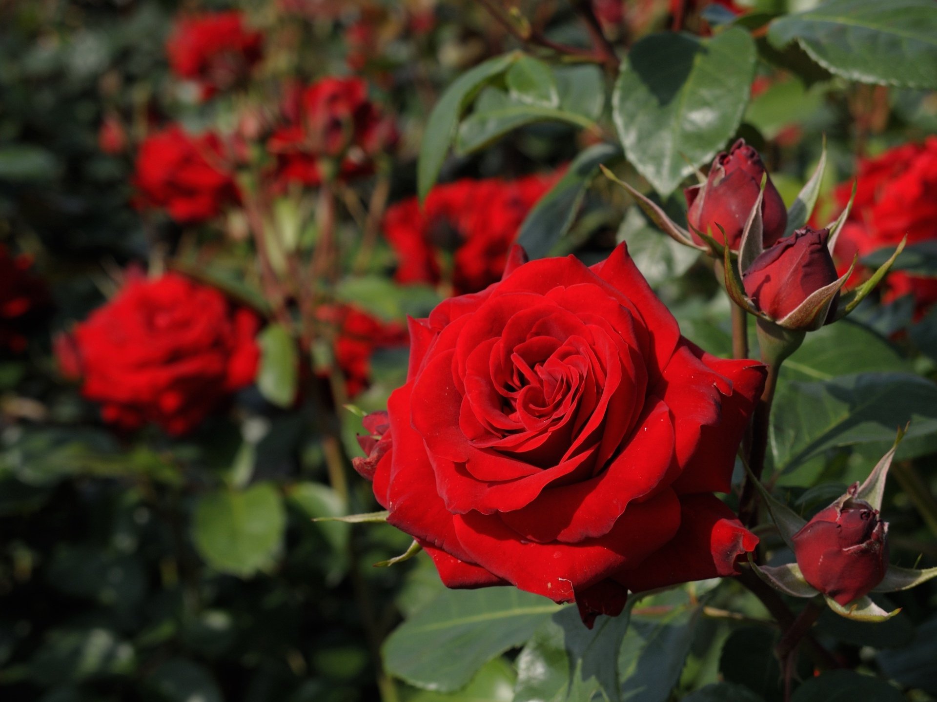 Download Close-up Red Flower Flower Nature Rose HD Wallpaper