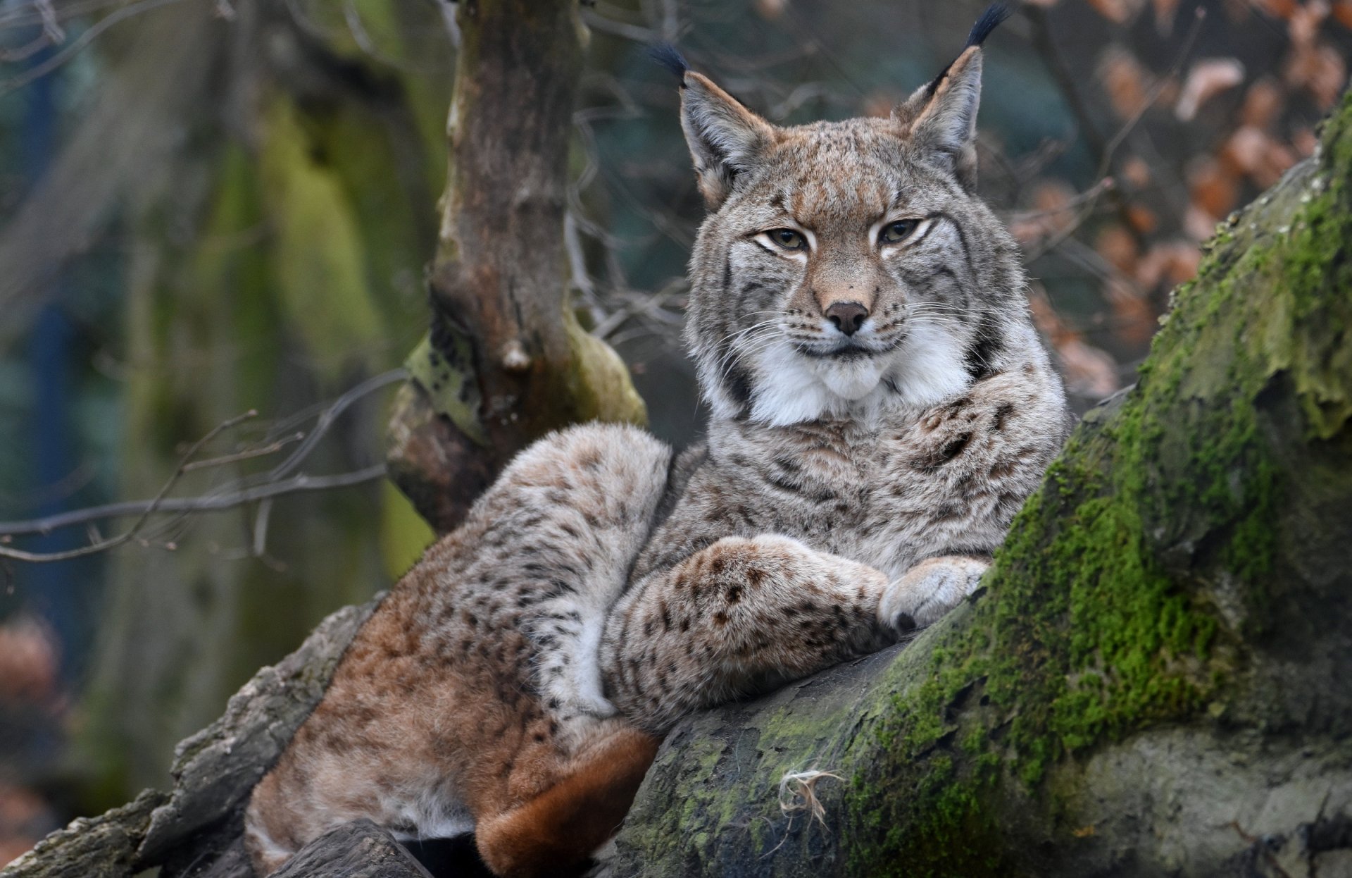 Majestic Lynx HD Wallpaper: Nature’s Stealthy Predator | 2400x1557 ...