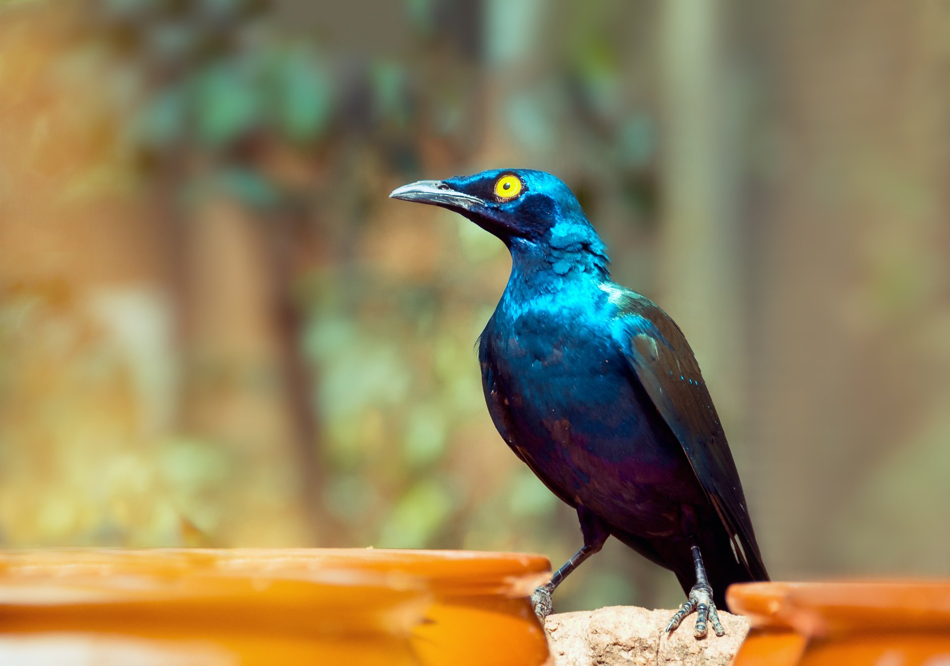 Download Animal Starling HD Wallpaper