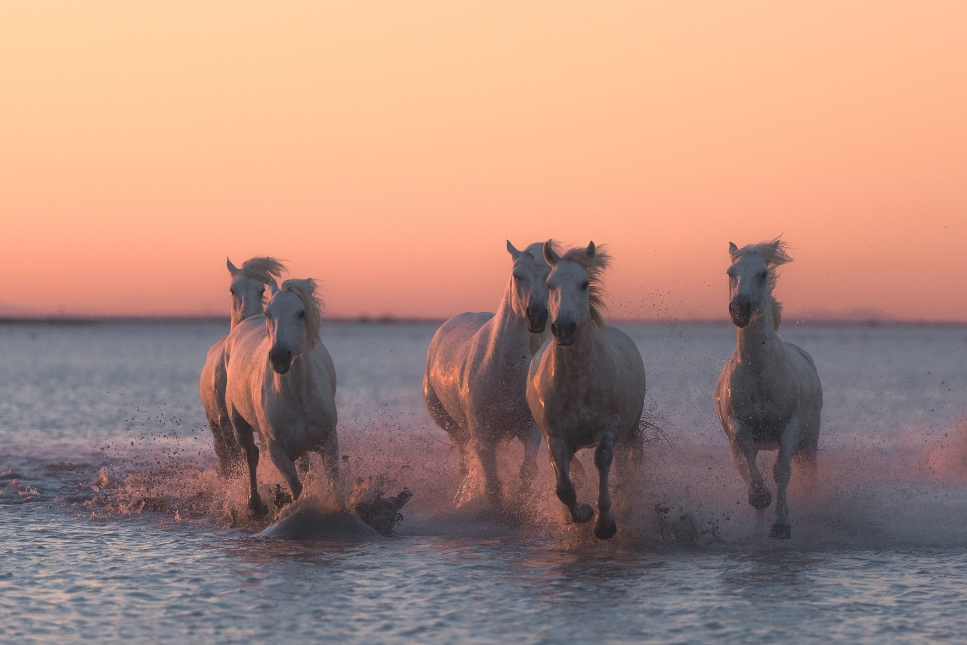Sunset Gallop: White Horses Racing the Tides (HD Wallpaper) | 2100x1400 ...