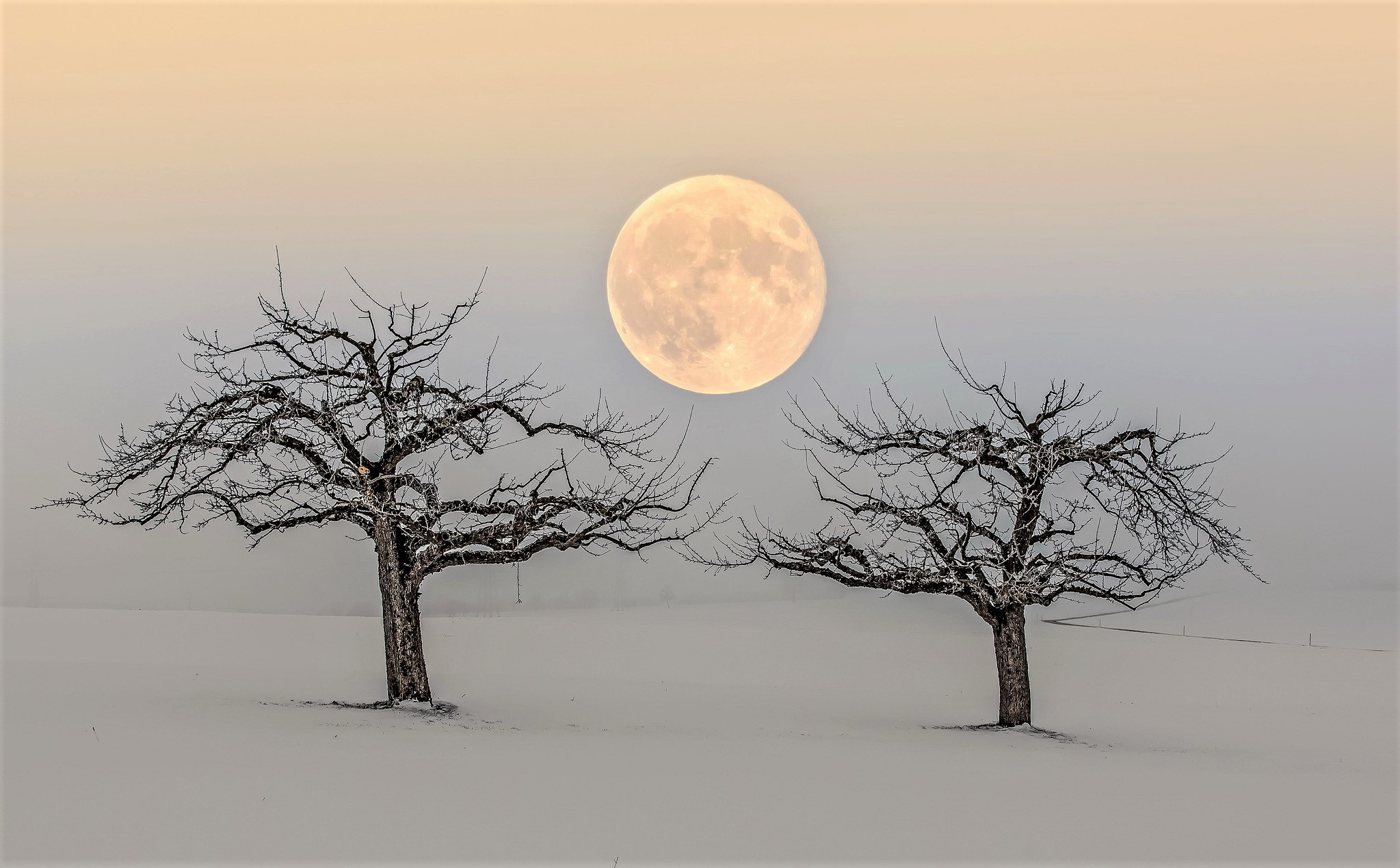 Winter Tree Moon Sky