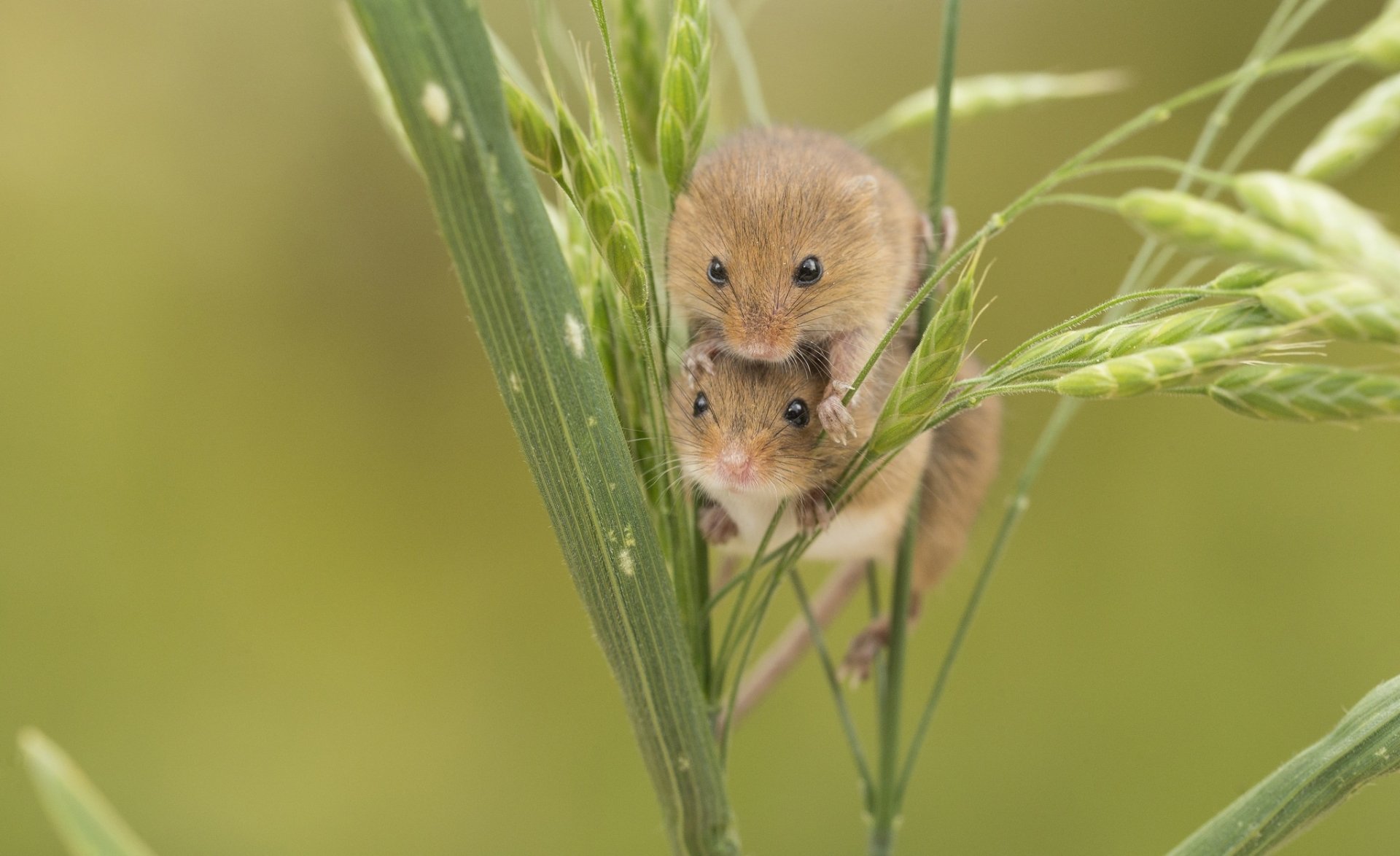 Download Rodent Animal Mouse HD Wallpaper