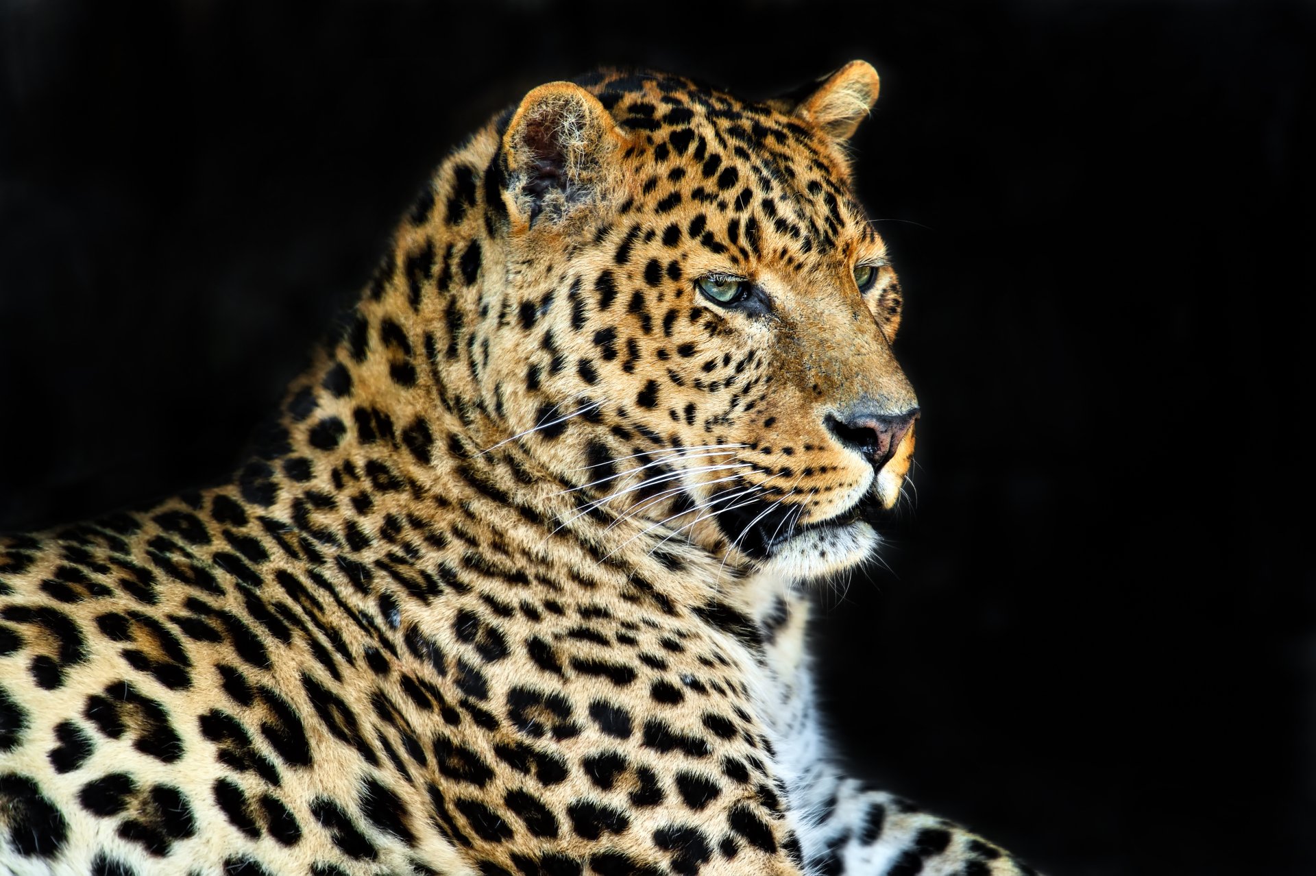 Animal Leopard 4k Ultra HD Wallpaper