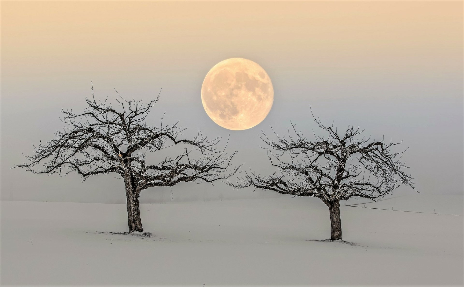 Winter Moonlight: Serene Trees Beneath a Snowy Sky – HD Nature Wallpaper